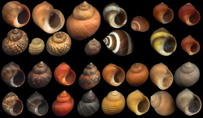 Caracol marino - WikicharliE