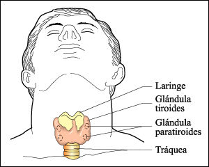 Sistema endocrino - WikicharliE