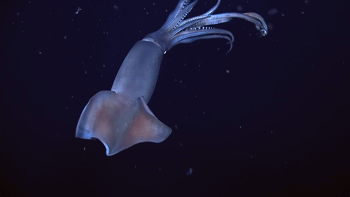 Calamar - WikicharliE