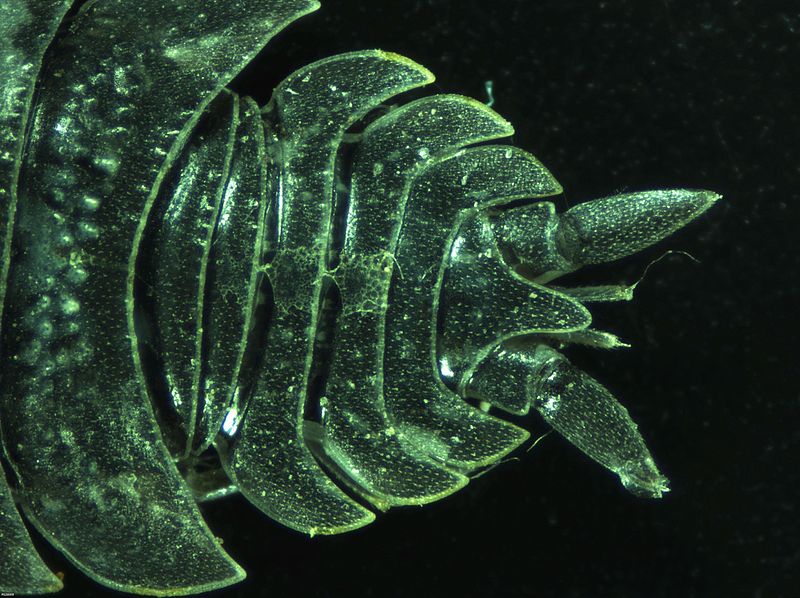 Oniscidea - WikicharliE