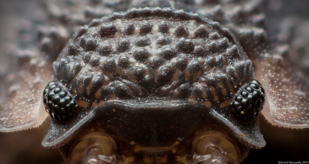 Oniscidea - WikicharliE