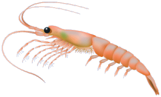 Krill - WikicharliE