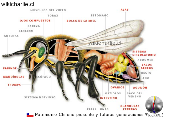 Abeja zángano - WikicharliE