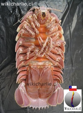 Chanchito de Tierra - WikicharliE