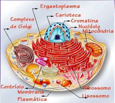 Citoplasma - WikicharliE