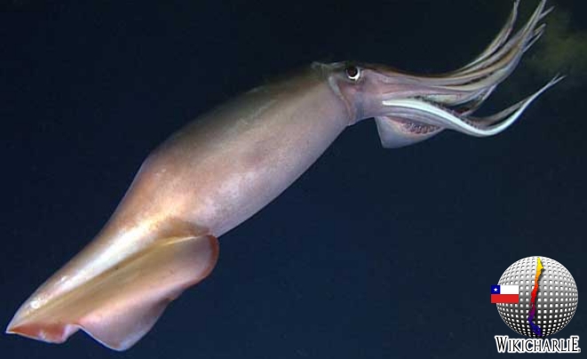 Calamar - WikicharliE