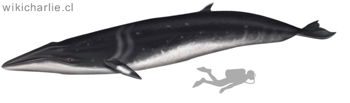 Ballena minke - WikicharliE