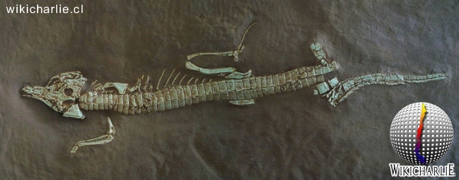 Cocodrilo - WikicharliE
