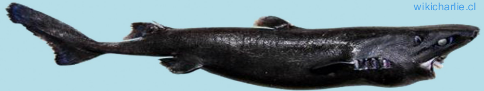 Etmopterus benchleyi - WikicharliE