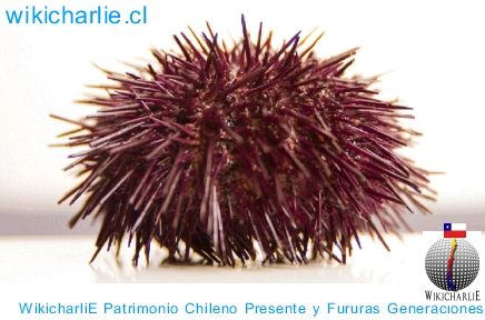 Erizo de mar - WikicharliE