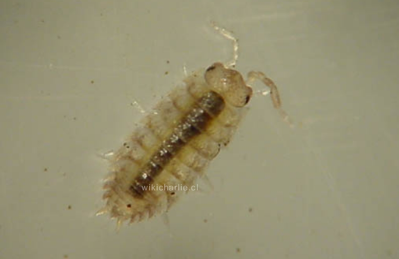 Chanchito de Tierra - WikicharliE