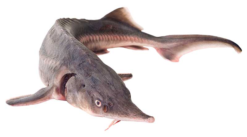 Esturión - WikicharliE