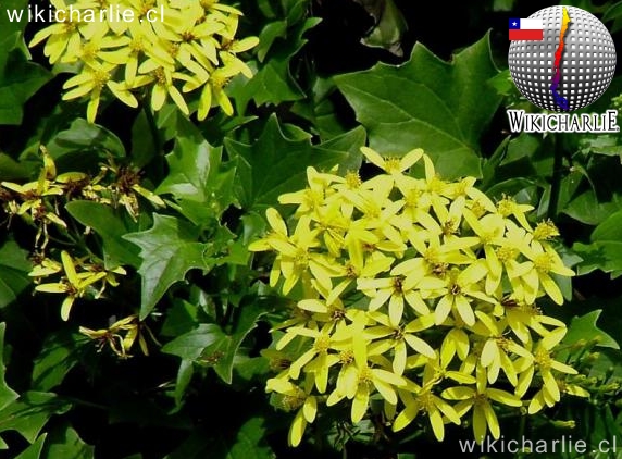 Chachacoma - WikicharliE