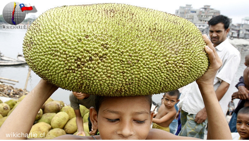 Artocarpus heterophyllus - WikicharliE