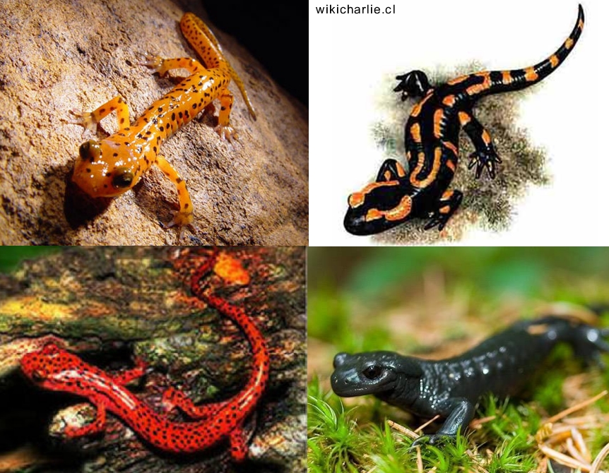 Salamandra - WikicharliE