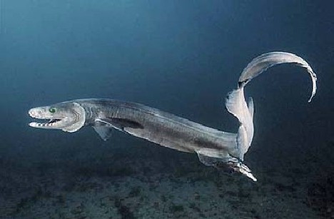 Tiburón anguila - WikicharliE