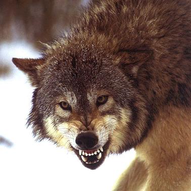 Lobo Gris - WikicharliE