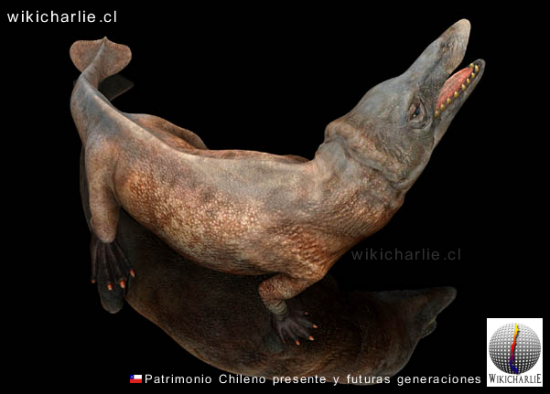 Rodhocetus balochistanesis - WikicharliE