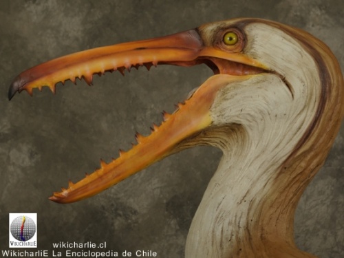 Ave roc - WikicharliE